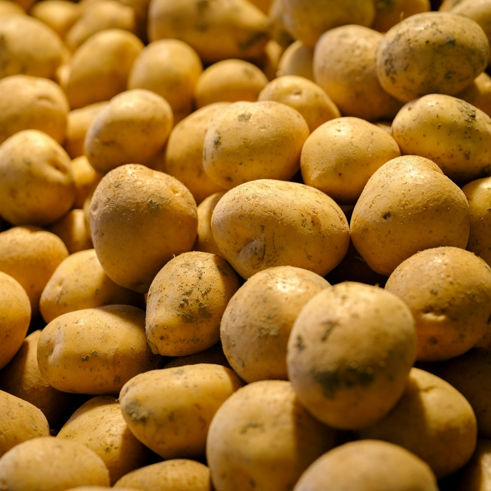 Agria Potatoes (20kg) – Welkin